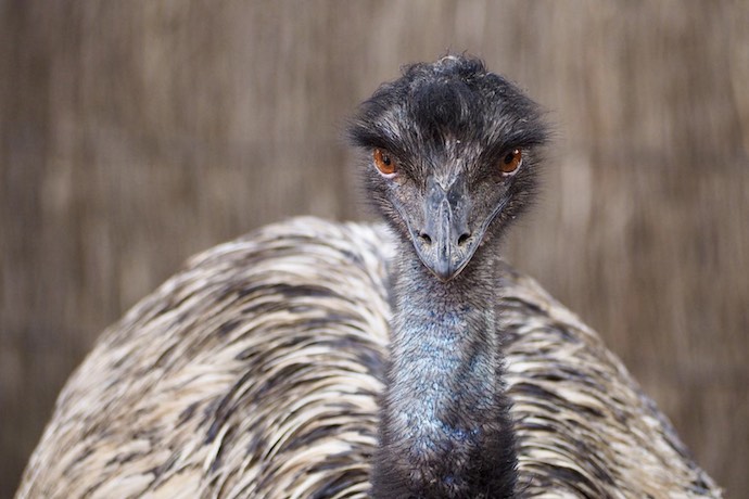 Spotlight on Taronga Western Plains Zoo Dubbo | Family Days Out