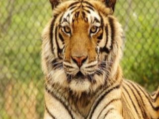 Tiger Creek Big Cat Refuge in Tyler, Texas