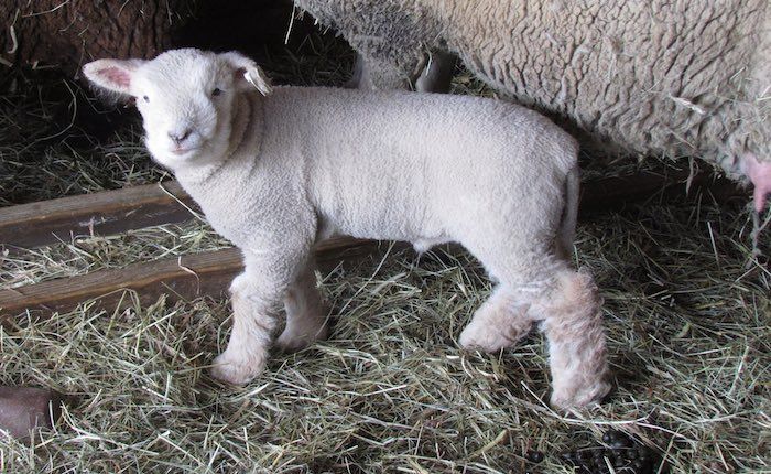 Muscoot Farm in Katonah | New York - on FamilyDaysOut.com
