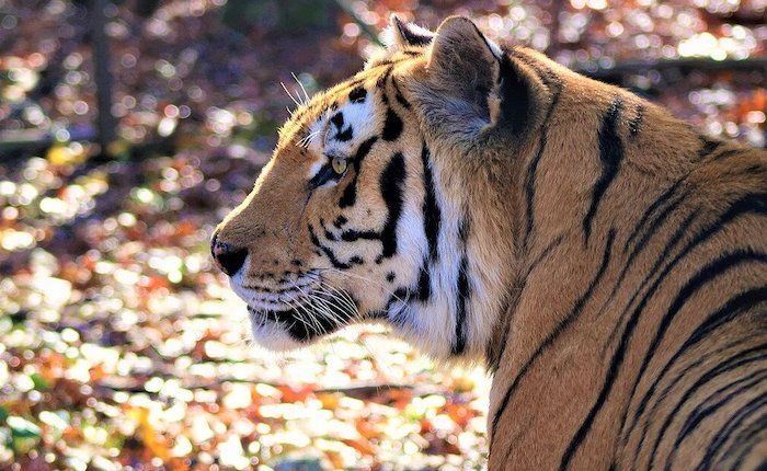 Tigers for Tomorrow at Untamed Mountain, Attalla AL