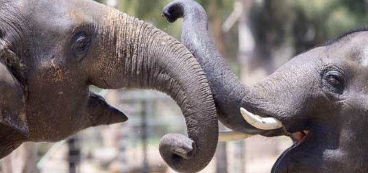 Spotlight on Taronga Western Plains Zoo Dubbo | Family Days Out