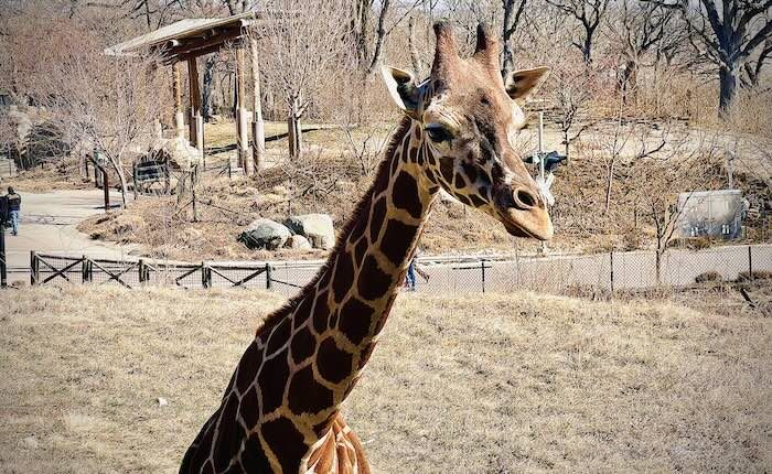 Omahas Henry Doorly Zoo and Aquarium Omaha | Nebraska