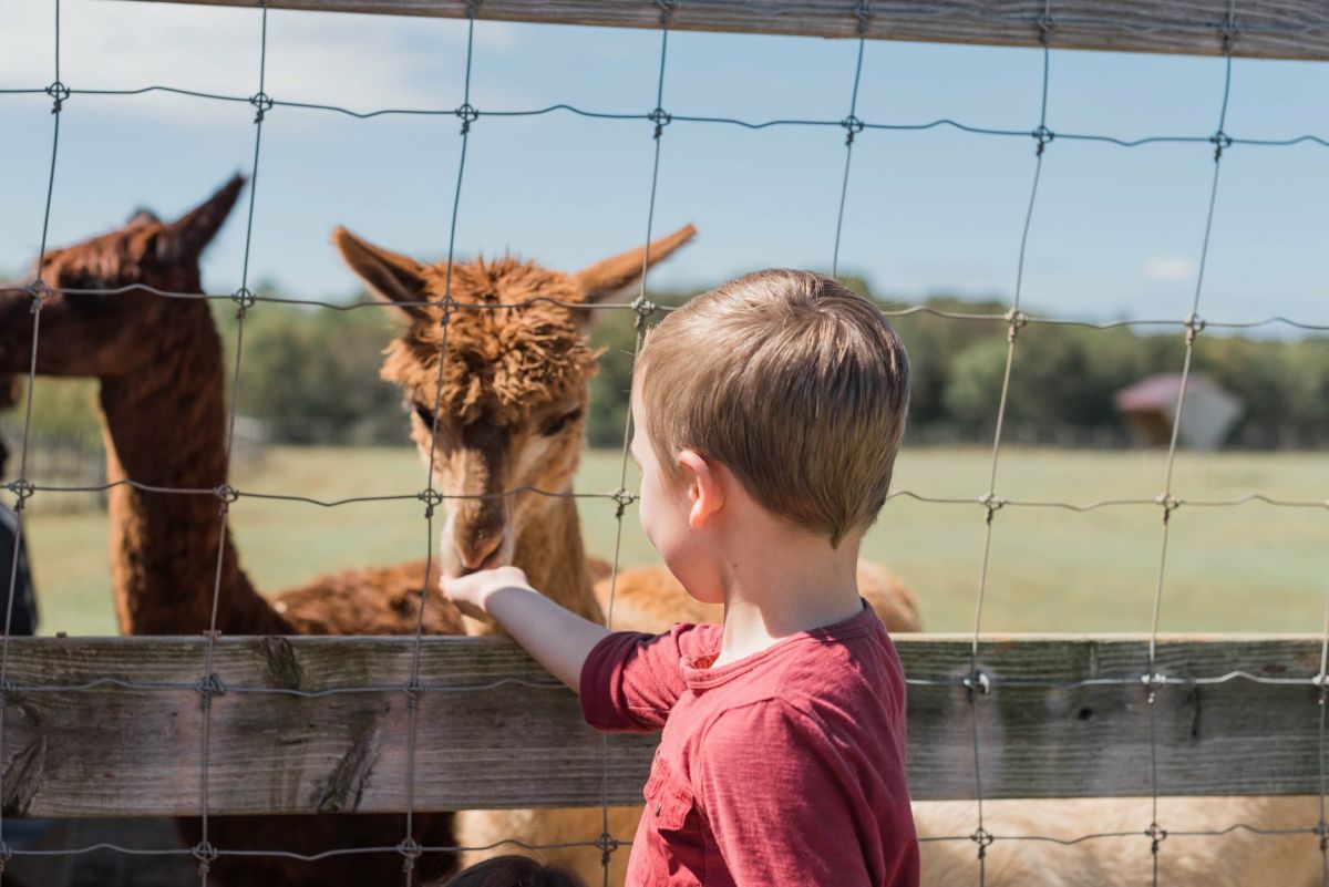 Carolina Sunshine Alpaca Farm Pittsboro