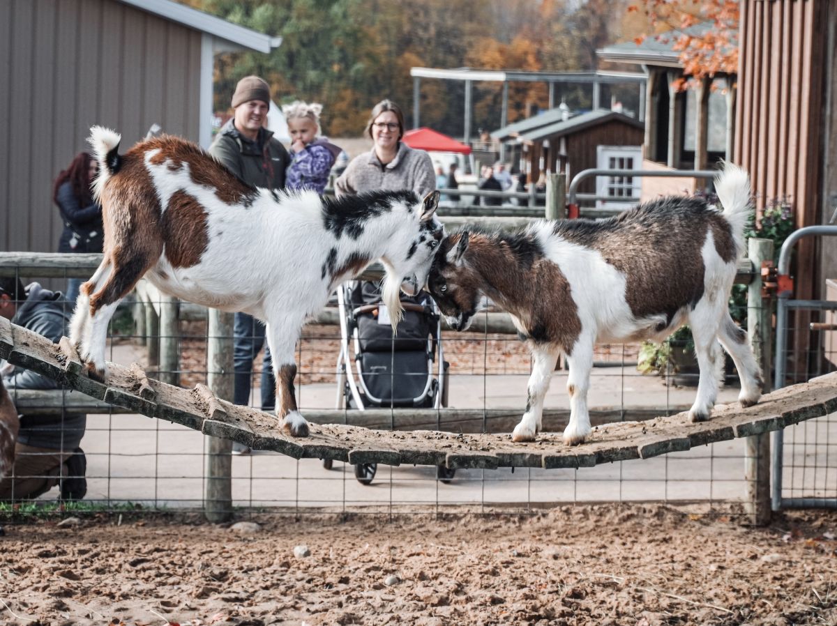 Lewis Farm Market and Petting Farm, New Era, Michigan