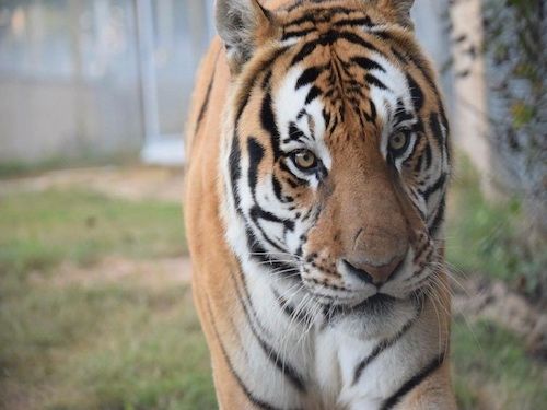 Tiger World Rockwell NC